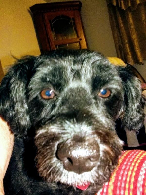 SULFODENE 3-Way Ointment for Dogs, 2-oz - Chewy.com