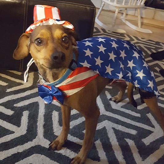 RUBIE'S COSTUME COMPANY Uncle Sam Dog Costume, Large - Chewy.com