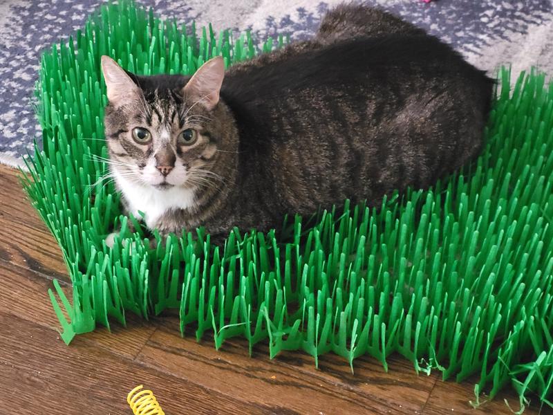 SMARTYKAT Instincts Meadow Mayhem Paper Grass Hide & Seek Cat Toy, 2 ...