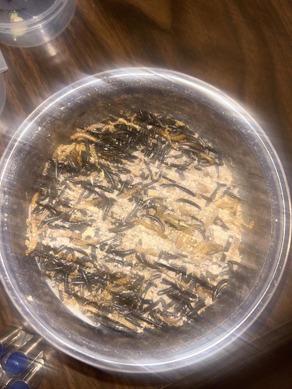 PREDATOR FOODS Live Mealworms, Large, 250 count - Chewy.com