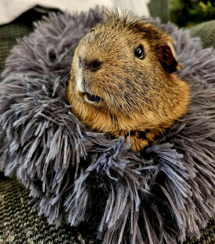 PAW INSPIRED Furr-O Burrowing Guinea Pig & Small Pet Bed, Tan - Chewy.com