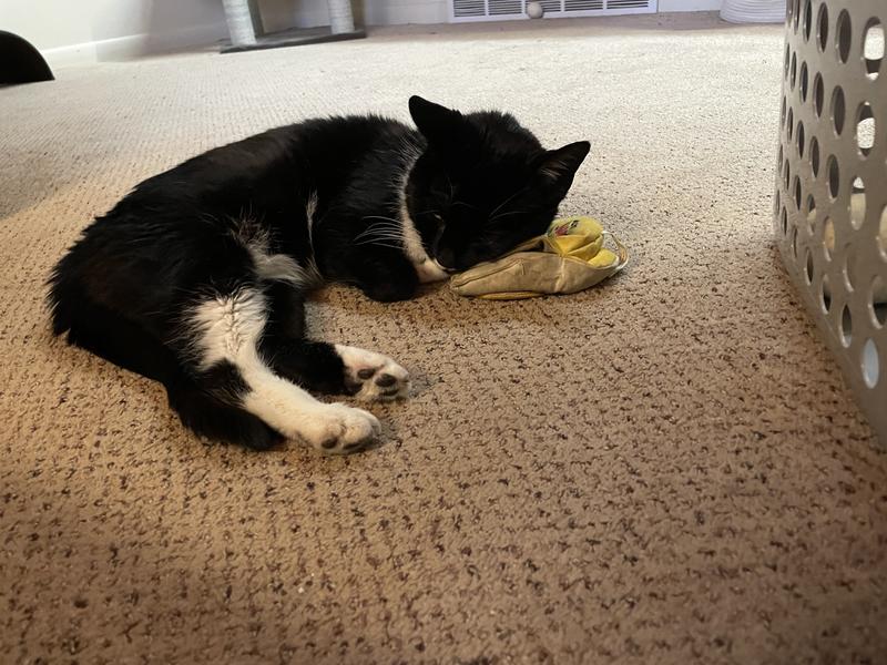 YEOWWW! Chi-CAT-a Banana Peeled Cat Toy, Assorted Colors - Chewy.com YEOWWW! Chi-CAT-a Banana Peeled Cat Toy, Assorted Colors - Chewy.com