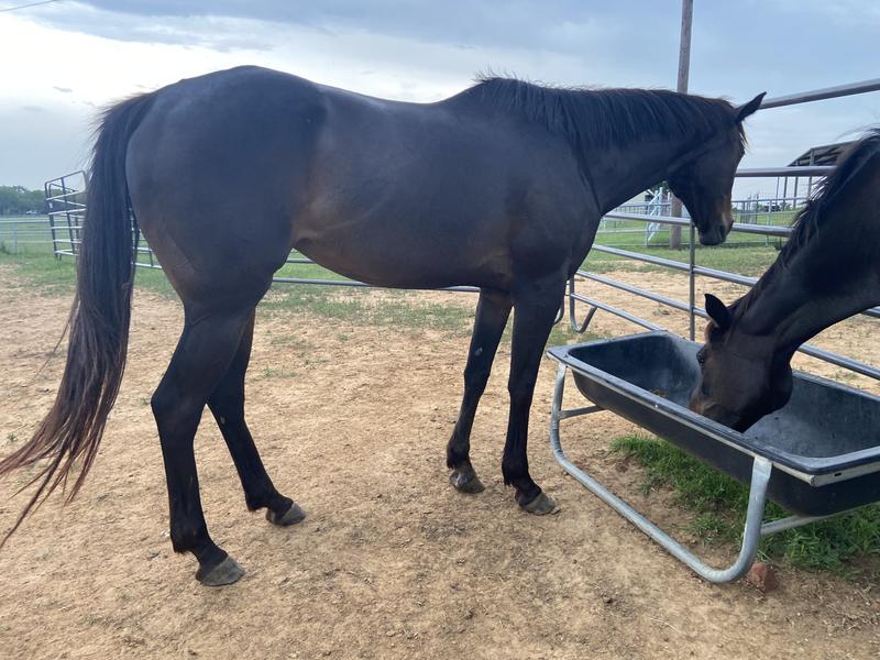 MANNA PRO Sho-Glo Complete Vitamin & Mineral Pellets Horse Supplement ...