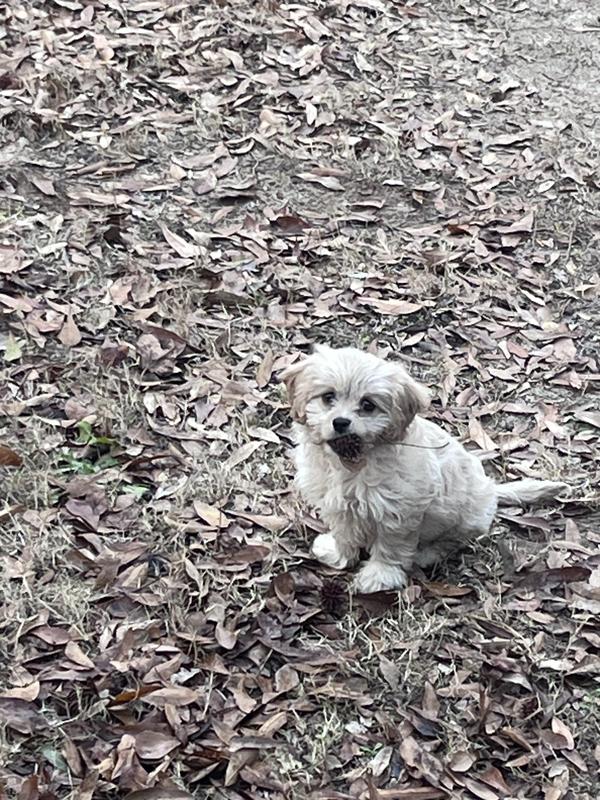 ECOLOGIC Lawn & Yard Insect Killer Spray, 32-fl oz - Chewy.com