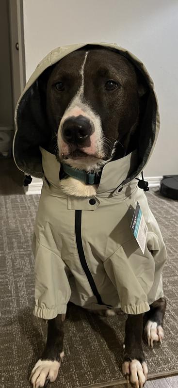 FRISCO Ultra Lightweight Dog & Cat Windbreaker with Removable Hood ...