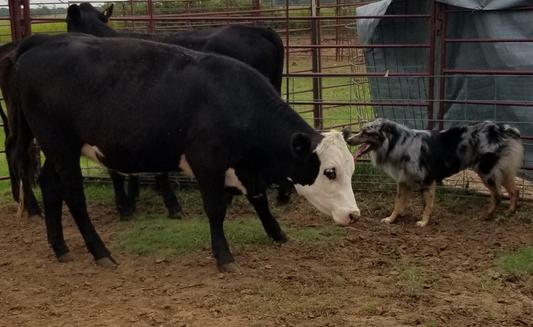 KINETIC Performance Active 26K Formula Dry Dog Food, 35-lb bag - Chewy.com