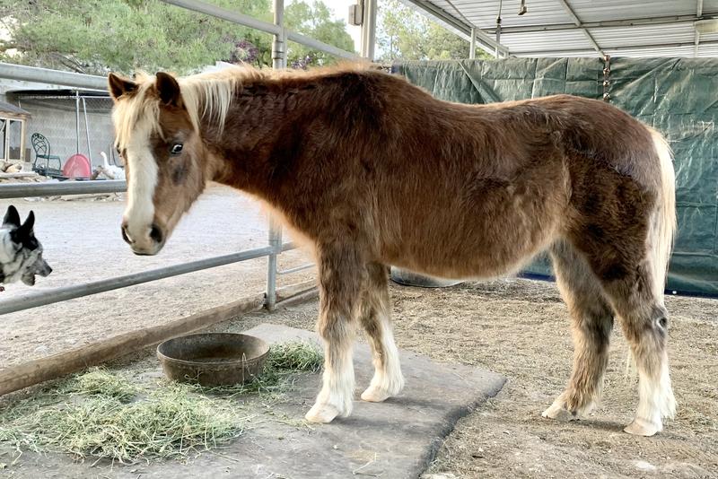 PRASCEND (Pergolide) Tablets for Horses, 1-mg - Easy Refills | Chewy Rx