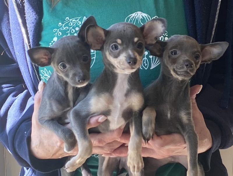 PROBIOS Probiocin Oral Gel Dog & Cat Supplement, 15g syringe - Chewy.com