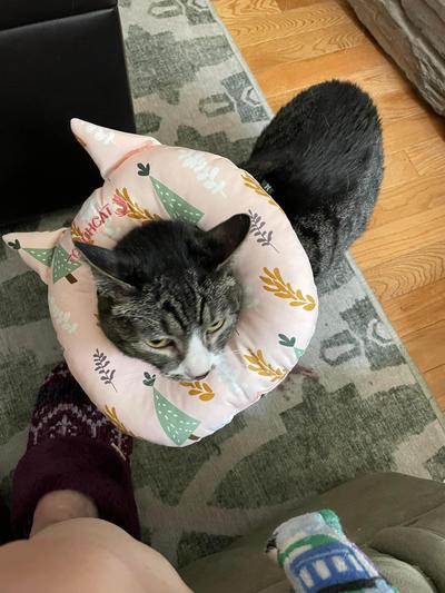 TOUCHCAT Ringlet Licking & Scratching Adjustable Pillow Cat Neck ...