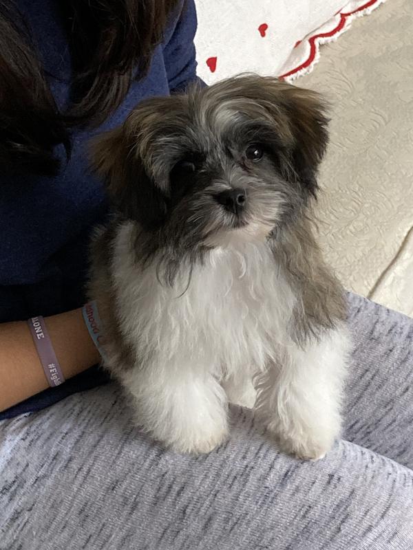 NEXGARD PLUS Chewables for Dogs, 8.1-17 lbs. (Green Box) 1 Chewable Tablet (1-mo. supply ...