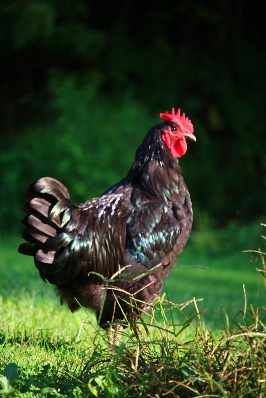 KENT / BLUE SEAL Home Fresh Extra Egg Layer 17% Protein Pellets Poultry ...