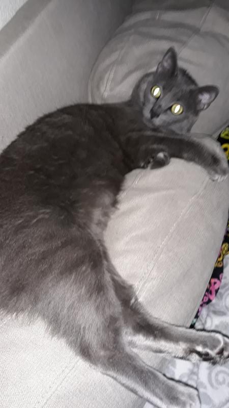 STAR WARS MILLENNIUM FALCON Teaser Cat Toy with Catnip - Chewy.com