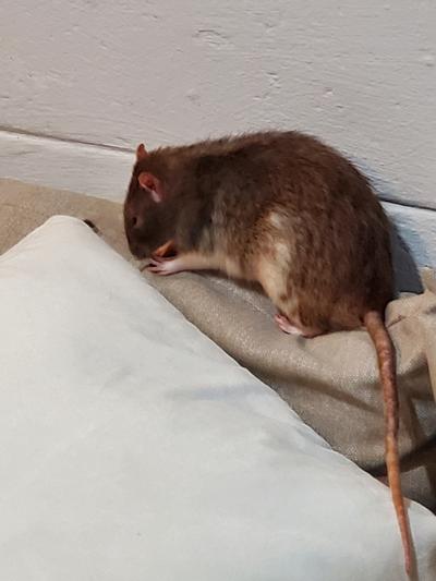 OXBOW Essentials Adult Rat Food All Natural Adult Rat Food 3-lb bag ...