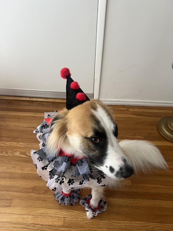 Out of Stock - FRISCO Clown Dog & Cat Costume Accessory, Medium/Large ...