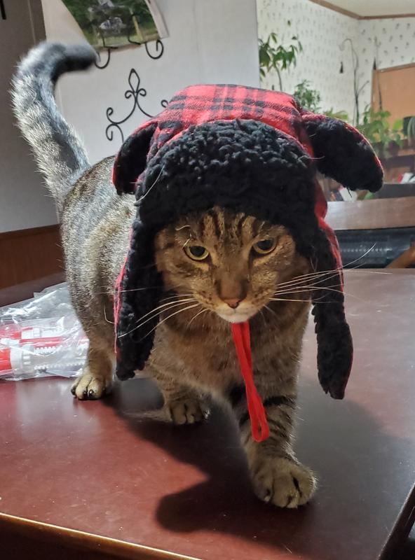 FRISCO Tartan Plaid Dog & Cat Trapper Hat, Red, Medium/Large - Chewy.com