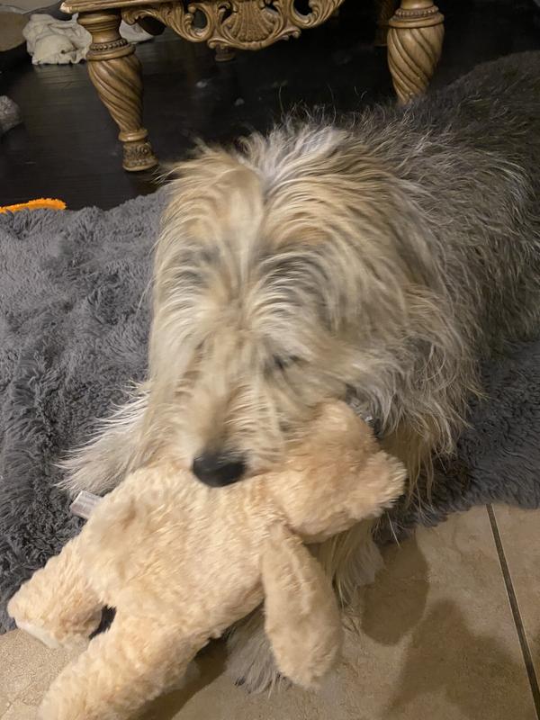 CARPROFEN (Generic) Caplets for Dogs, 100-mg, 1 caplet - Chewy.com