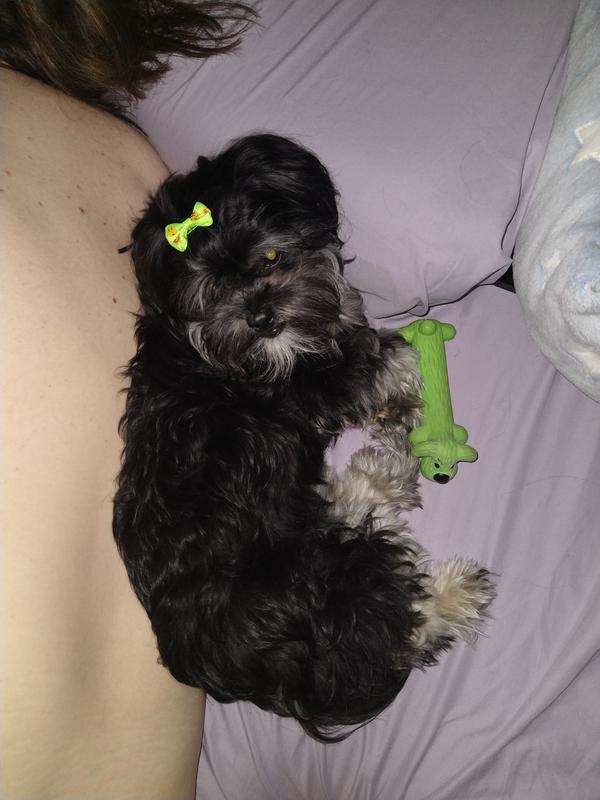 MULTIPET Loofa "Ruff" Latex Squeaky Dog Toy, Color Varies - Chewy.com