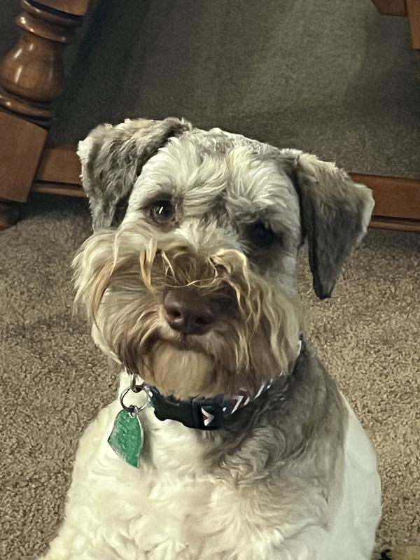 FRISCO Stainless Steel Personalized Dog ID Tag, Bone, Silver, Small ...