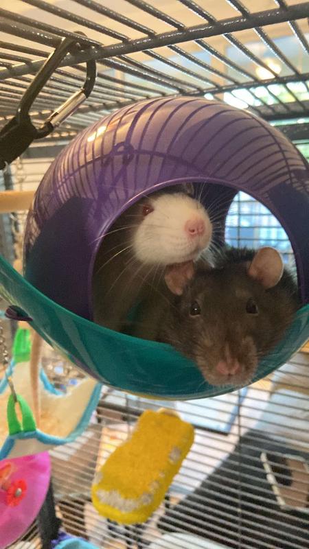 Out of Stock - LIXIT Critter Space Pod Small Animal Hideout, Color ...