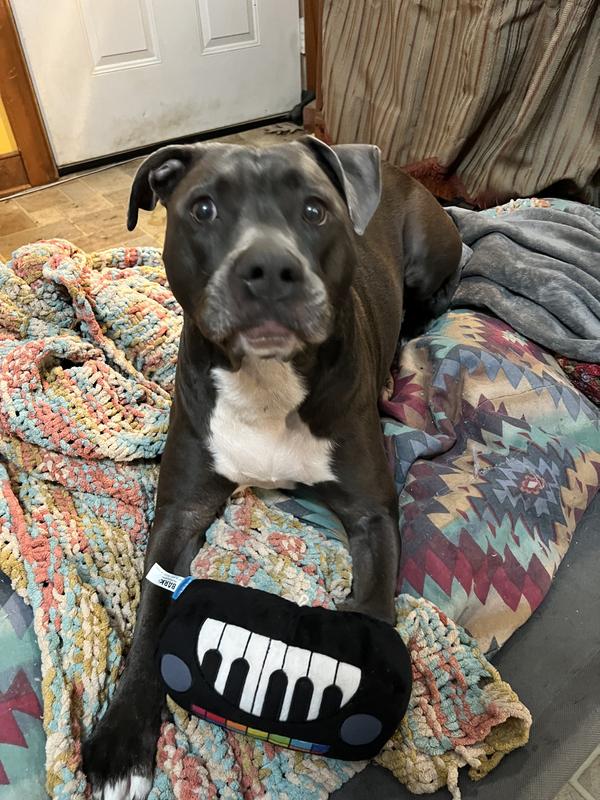 BARK Wonder Keyboard Squeaky Plush Dog Chew Toy, Small/Medium - Chewy.com