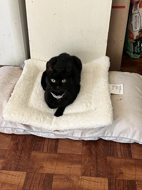 FRISCO Reversible Square Cat Pad, Calico Cat - Chewy.com