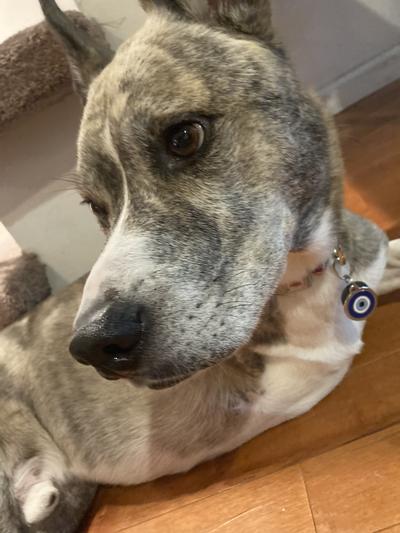 RED DINGO Evil Eye Stainless Steel Personalized Dog & Cat ID Tag, Small ...