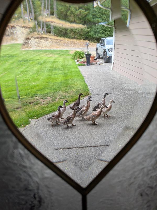 KALMBACH FEEDS All Natural Duck & Goose Food, 50-lb bag, case of 2 ...