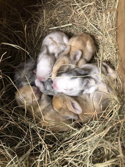 BLUEBONNET FEEDS Rabbit Kindle Bits 18% Protein Rabbit Food, 50-lb bag ...