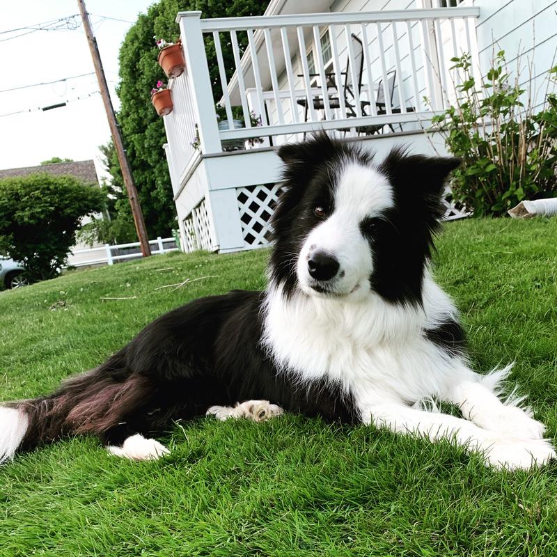 HYPER PET Flippy Flopper Flying Disc Dog Toy, Color Varies, 9-in, 5 ...