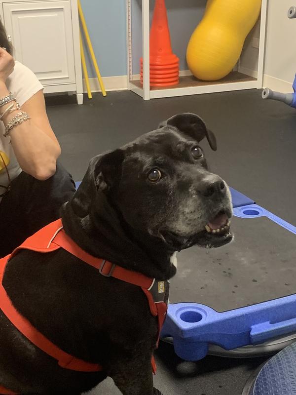 FITPAWS K9FITbone Dog Training Regular Balancing Bone, Purple - Chewy.com