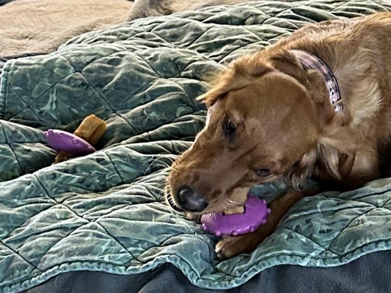 HIMALAYAN PET SUPPLY Bonehead Chew Guardian Chew Smarter & Longer Dog ...