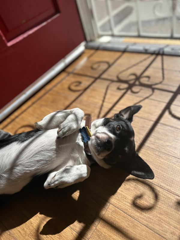 NEXGARD Chewables for Dogs, 10.1-24 lbs, (Blue Box), 6 Chewable Tablets ...