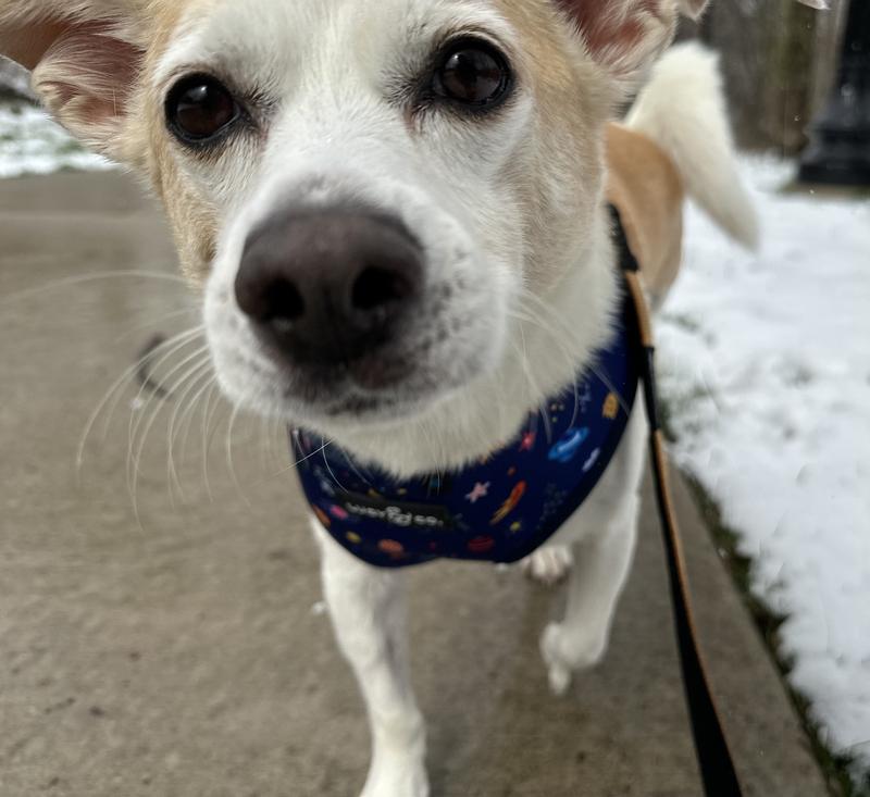 Out of Stock - LUCY & CO. The Space Doodle Reversible Dog Harness, Navy ...