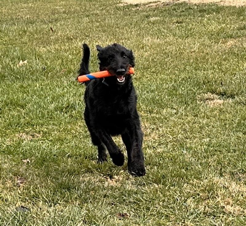 CHUCKIT! Ultra Fetch Stick Dog Toy - Chewy.com