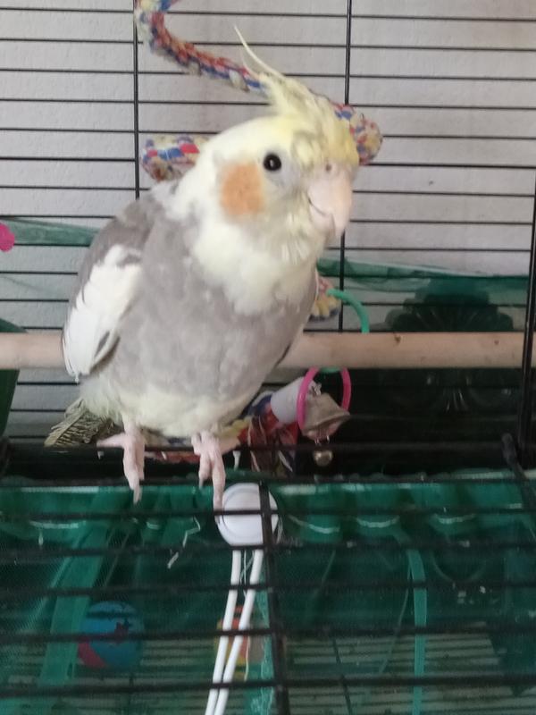 SUPER BIRD CREATIONS Rope Bungee Bird Perch, Color Varies, Small ...