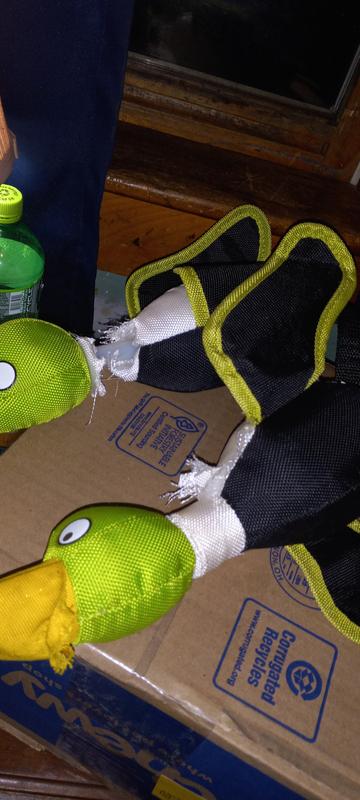 HYPER PET Flying Series Dog Toy, Flying Green Duck - Chewy.com