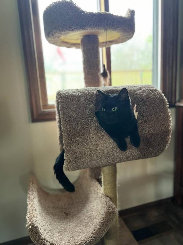 Out of Stock - FRISCO 53-in Real Carpet Cat Tree with Tunnel, Gray ...