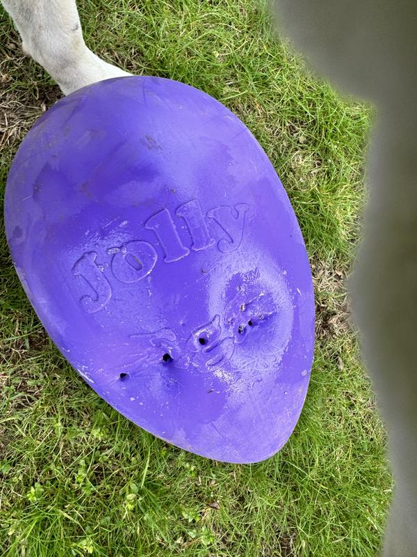 JOLLY PETS Jolly Egg Dog Toy, Purple, 12-in - Chewy.com