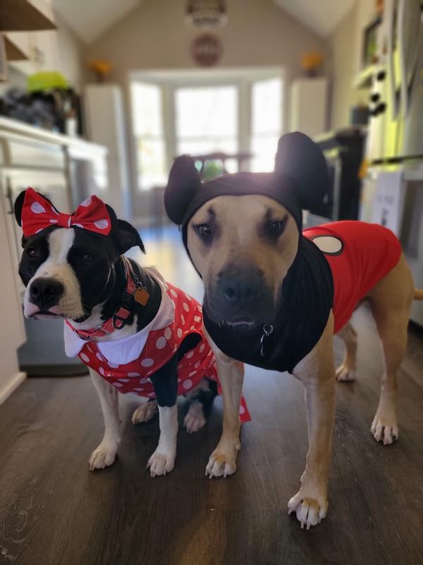 Temporarily Unavailable - FETCH FOR PETS Disney Halloween Minnie Mouse ...