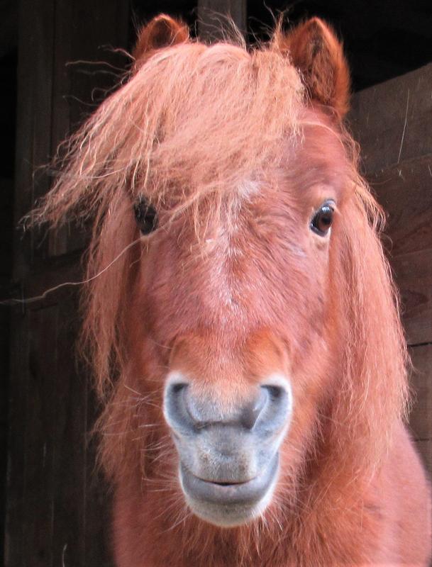 EQUIDERMA Skin Lotion Horse First Aid, 16-fl oz bottle - Chewy.com