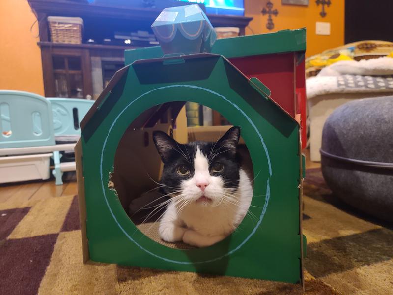 ALPHATRAK 3 Dog, Cat & Horse Starter Kit - Chewy.com