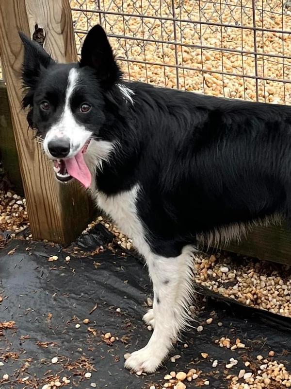 CHUCKIT! Zipflight Disc Dog Toy, Color Varies, Medium - Chewy.com