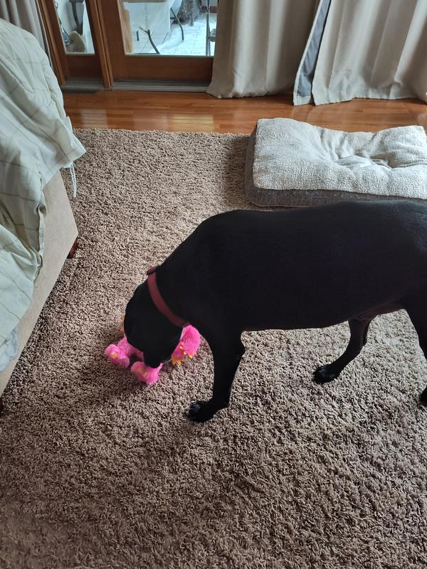 FRISCO Halloween Zany Monster Muscle Plush Squeaky Dog Toy, Medium ...