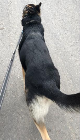 PANCREPLUS Tablets for Dogs & Cats, 100 tablets, 425-mg - Chewy.com