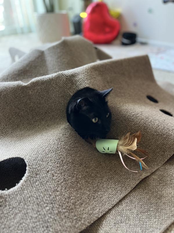 SNUGGLYCAT Ripple Rug Cat Activity Play Mat - Chewy.com