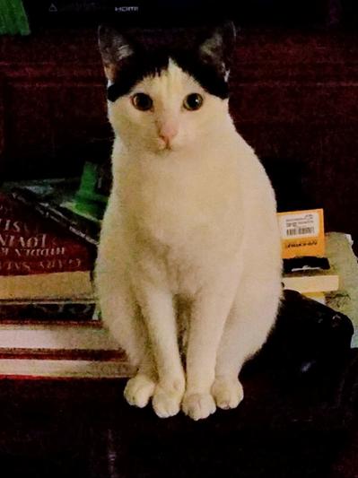 MEOWIJUANA Paw Natural OG Catnip, 26-gram bottle - Chewy.com