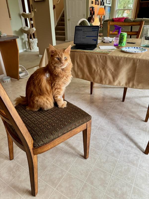 ALPHATRAK 3 Blood Glucose Diabetic Monitoring Kit for Cats, Dogs ...