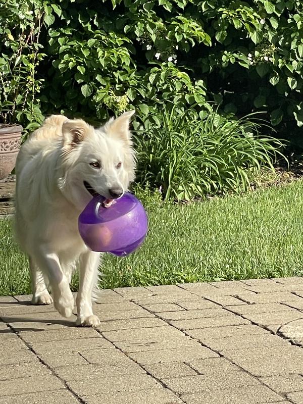 KONG Jumbler Flinger Dog Toy, Assorted, Medium & Large - Chewy.com