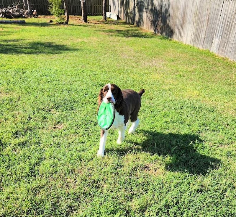 HYPER PET Flippy Flopper Flying Disc Dog Toy, Color Varies, 9-in, 5 ...