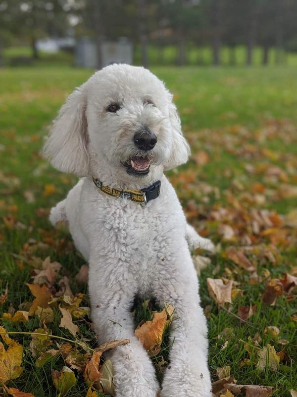 PETARMOR Antihistamine Medication for Allergies for Dogs, 100 count ...